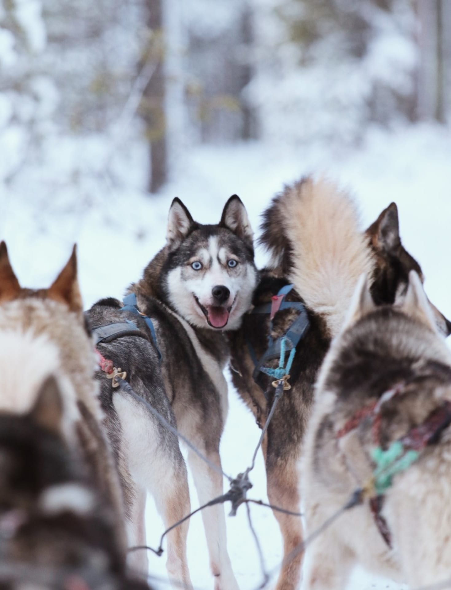Husky Park visit with Enjoying the Feeling Five (5 km) husky ride ...