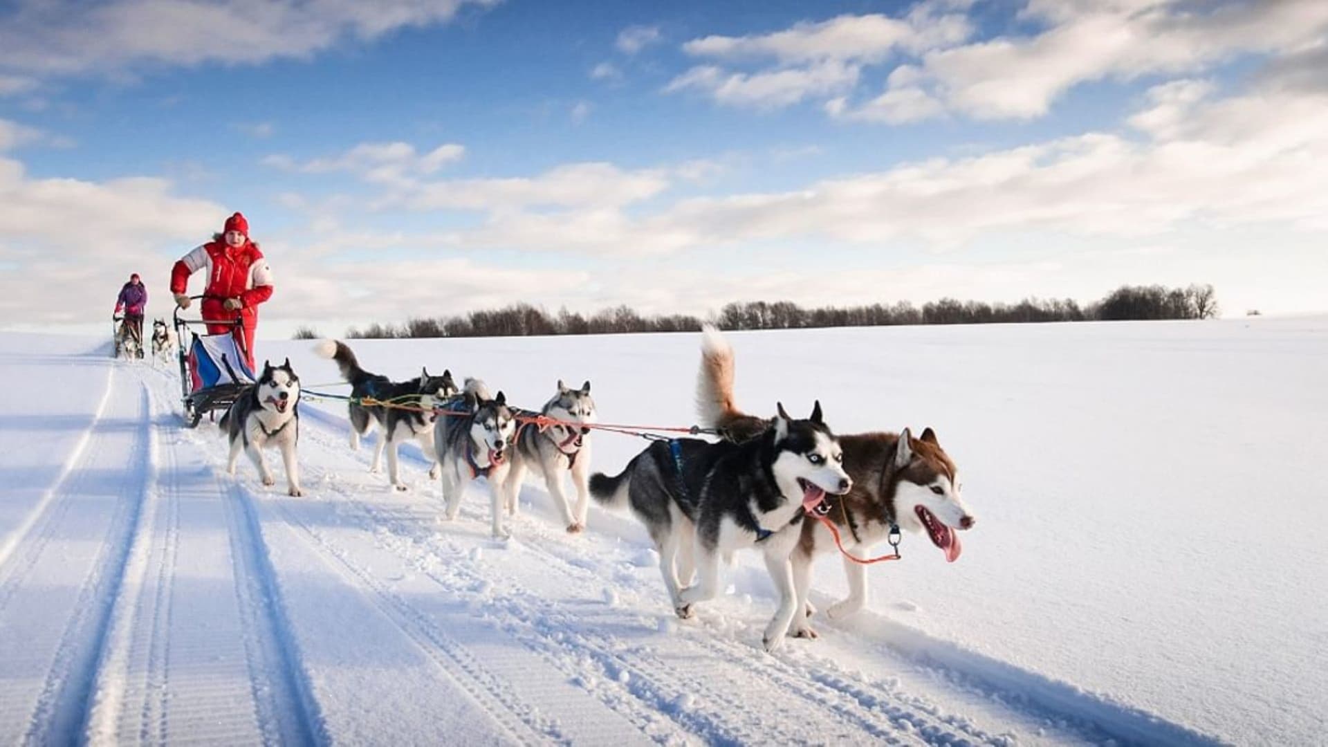 Snowy Trails Husky Adventure (20 Km) | Visit Finland