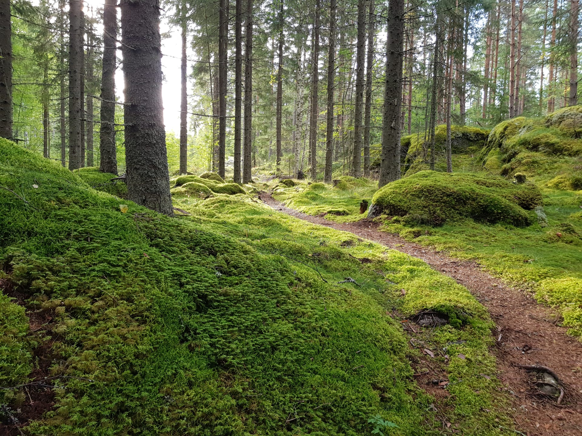 Wild and abundant treasures of Finnish nature, Sysmä | Visit Finland