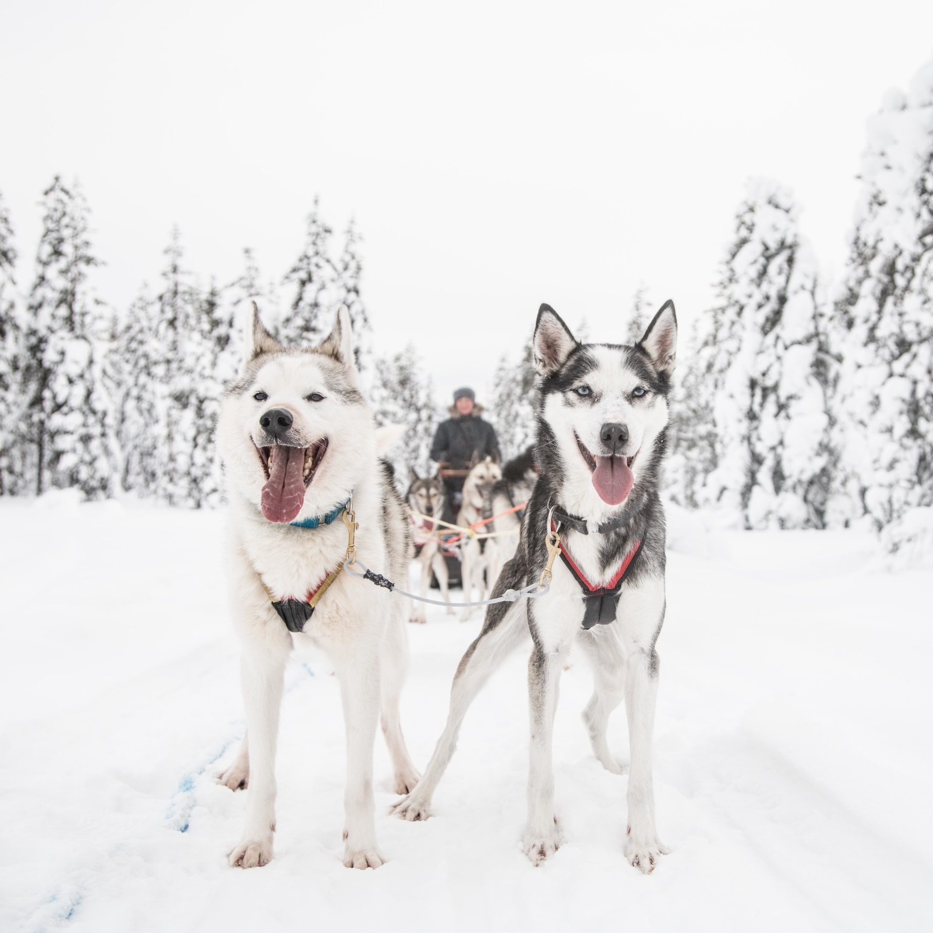 Visit to a Family Husky Home and 8-10 km Sled Ride | Visit Finland