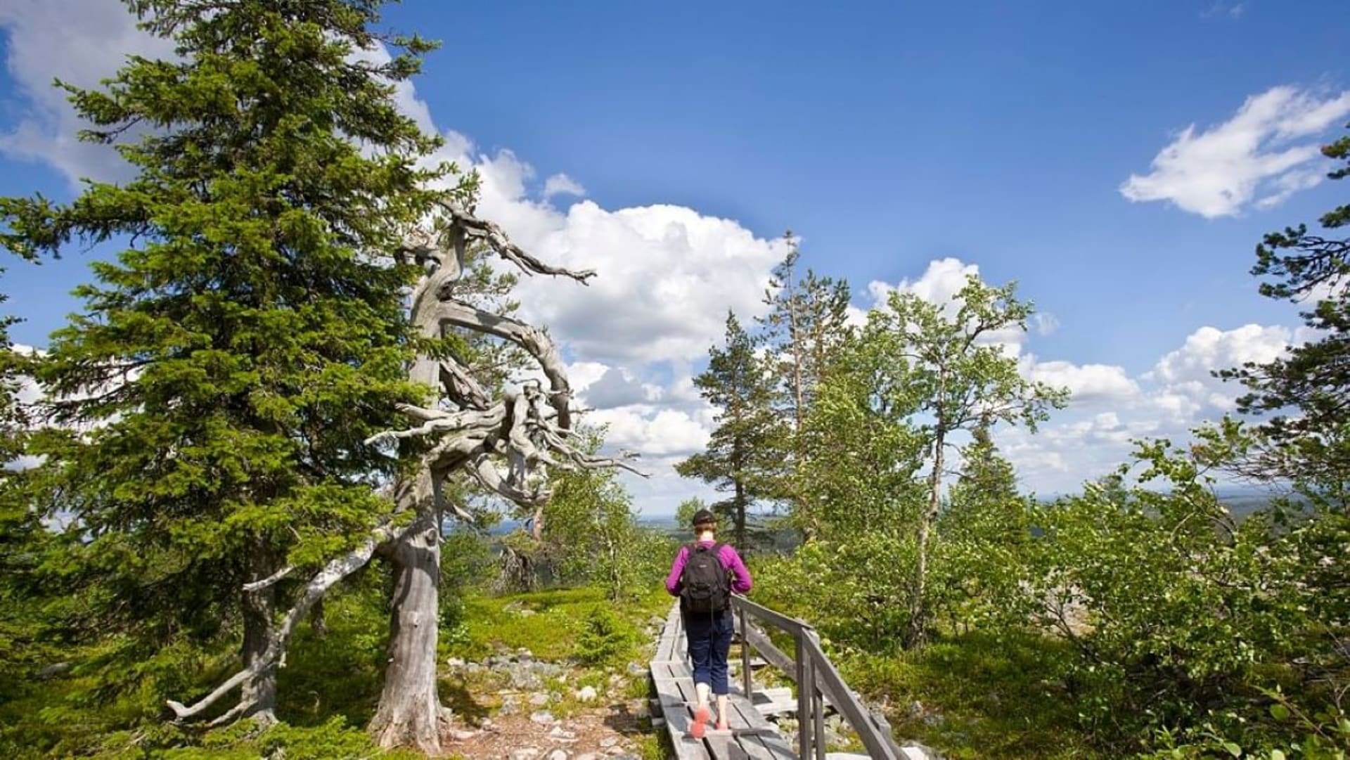 Lapland Berry Day Experience | Visit Finland