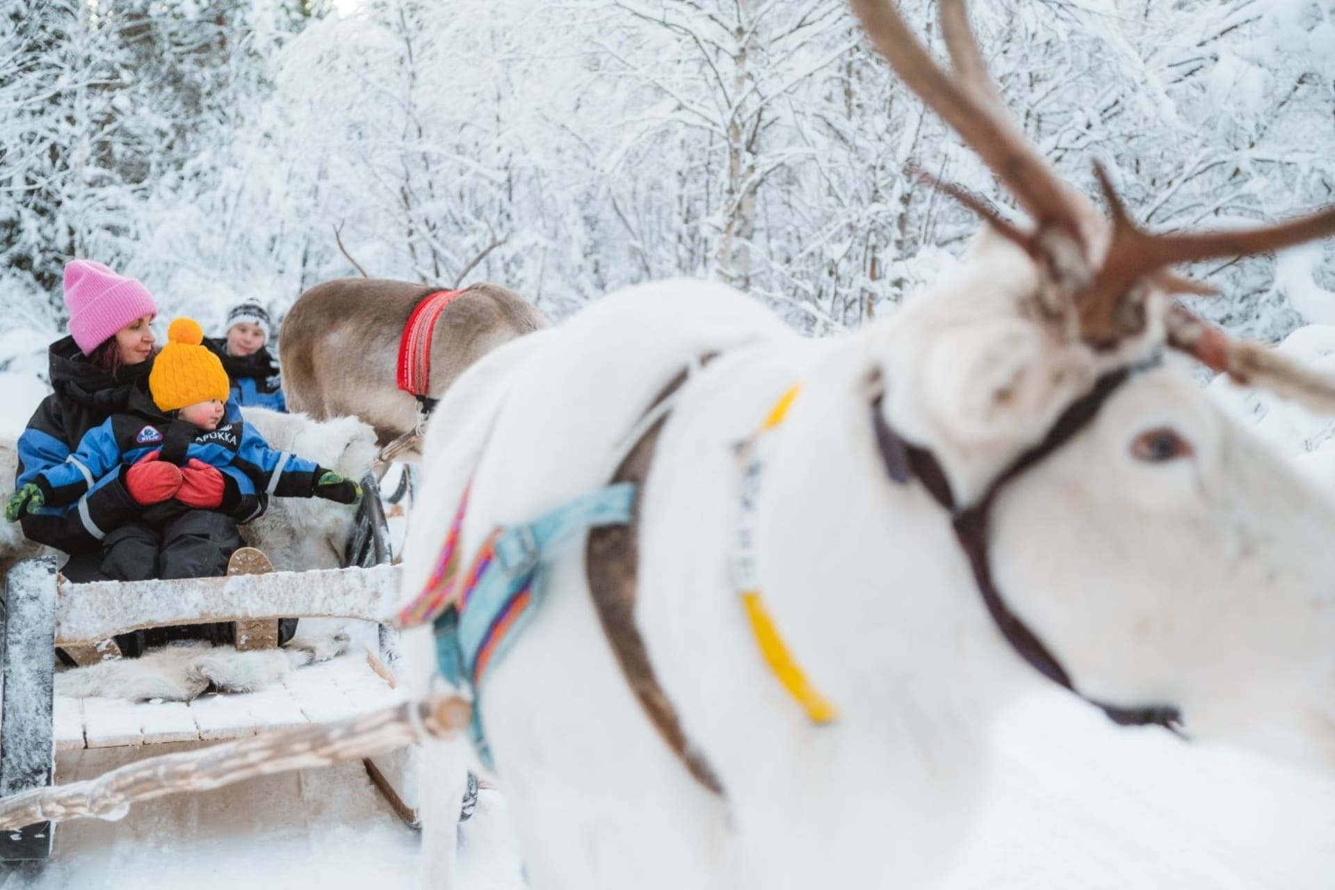 Apukka Reindeer Journey in Rovaniemi, Lapland, Finland | Visit Finland