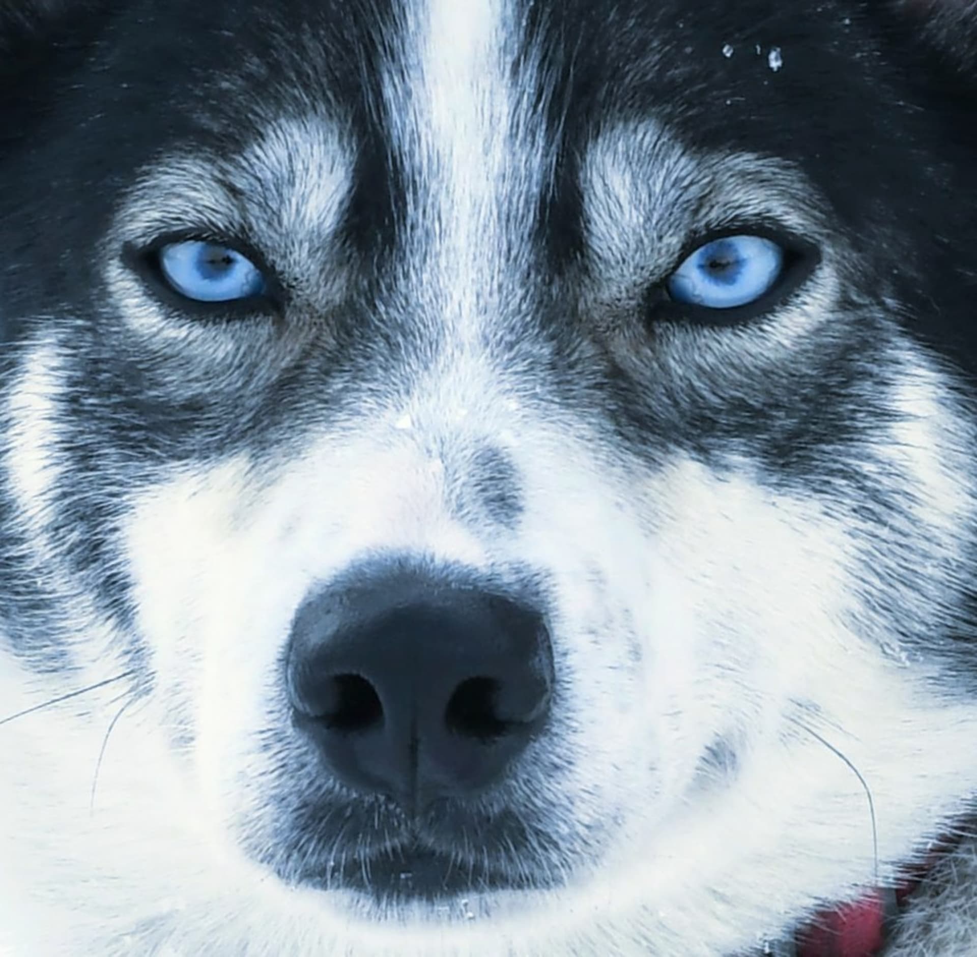 Hetta Huskies Guided Farm Visit | Visit Finland