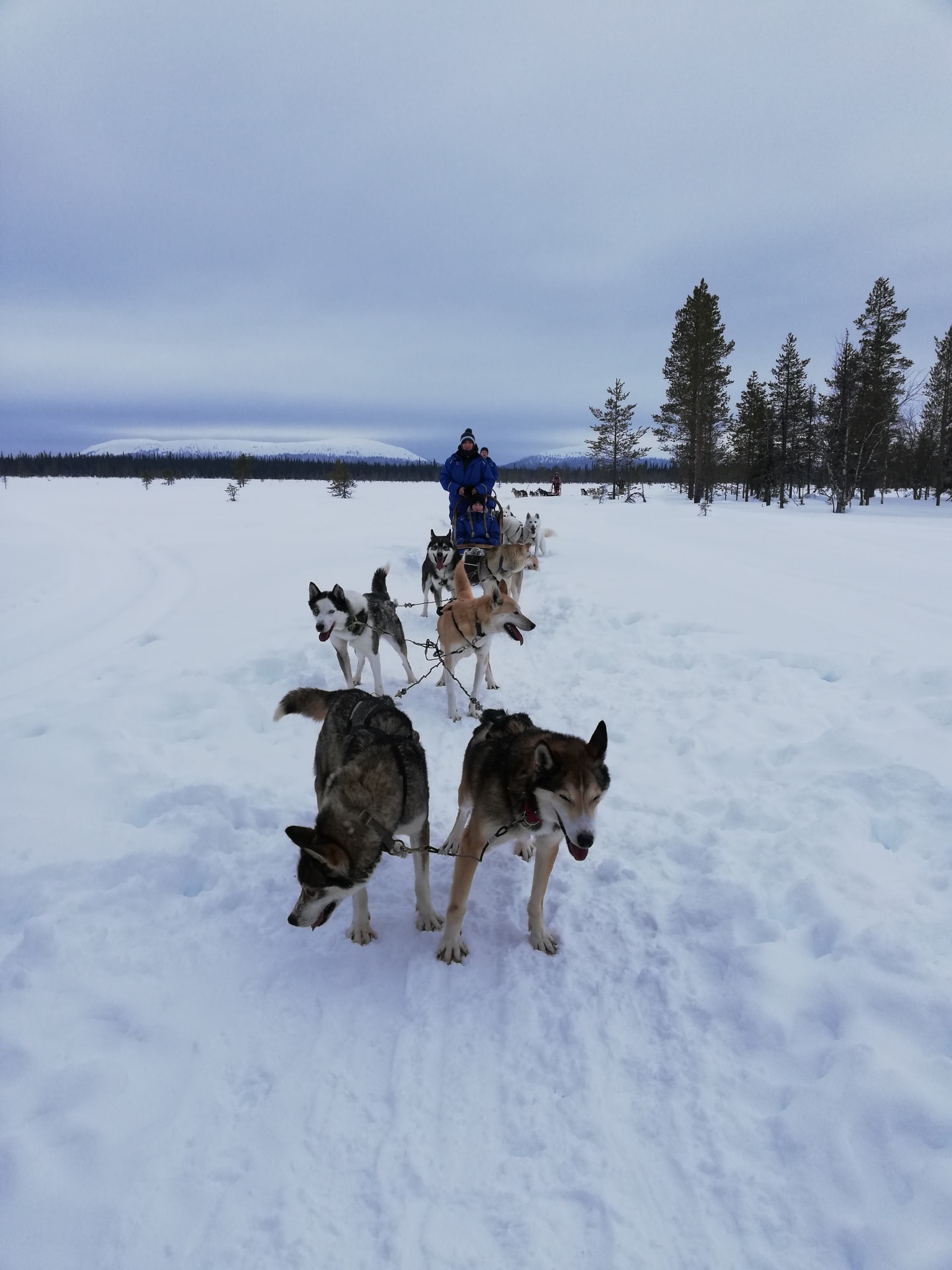 Husky Dog sledding safaris and tours in Lapland - Yllas.fi