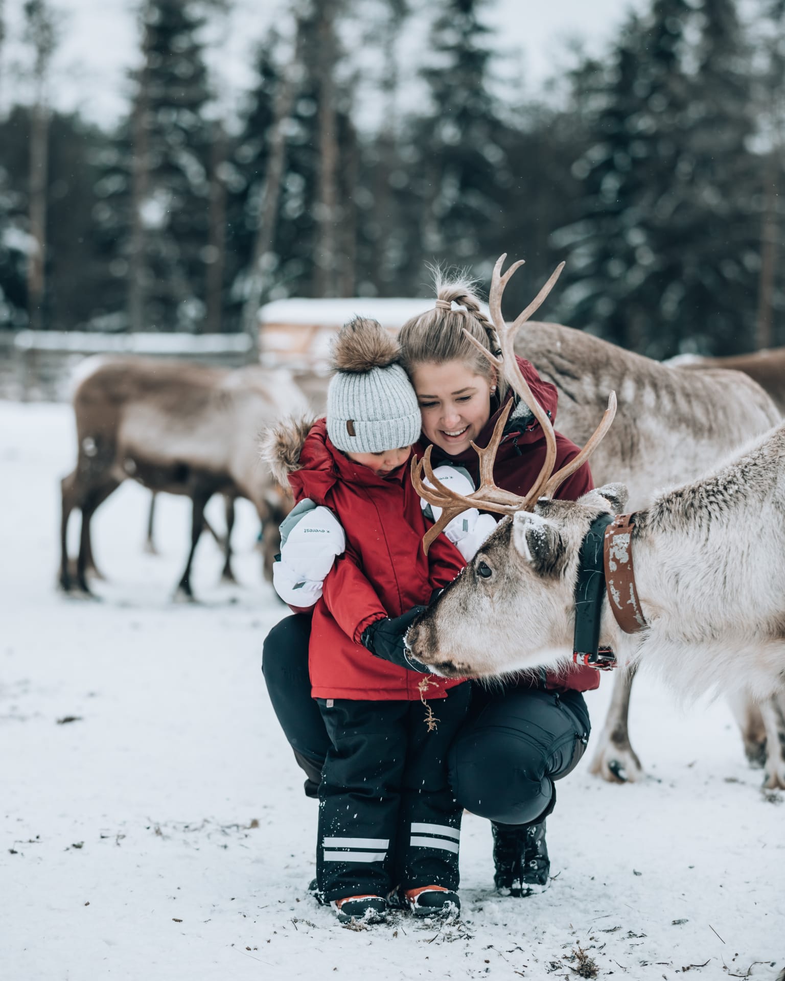 Farm visit in Kujalan Porotila Reindeer Farm since1860 | Visit Finland
