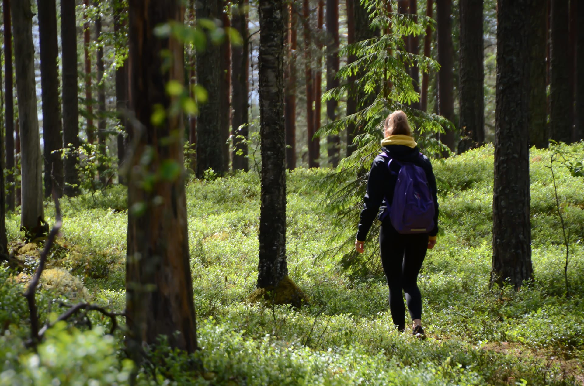 Pick & Love – A Forest Date with blueberries for individuals | Visit ...