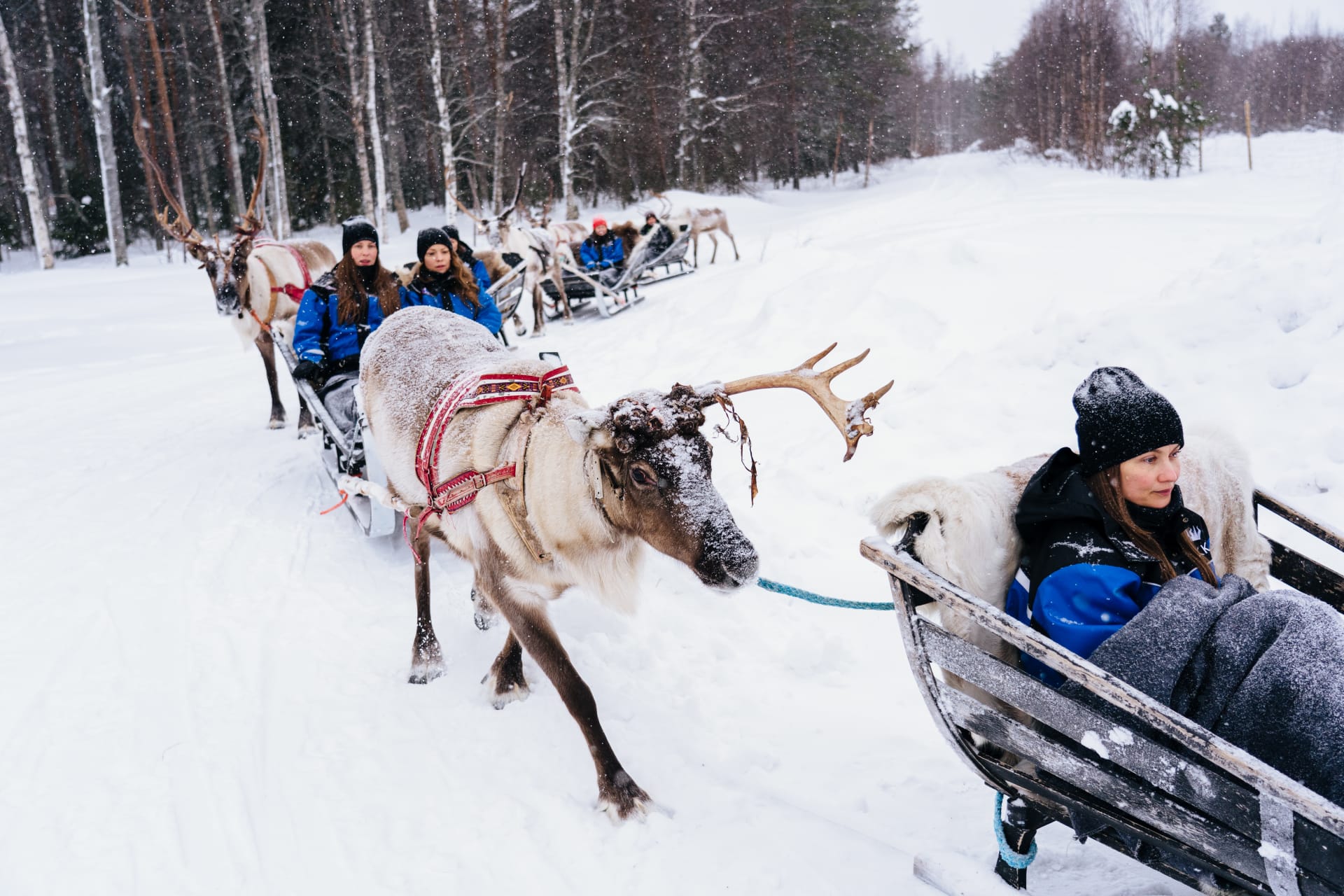 Apukka Reindeer Journey in Rovaniemi, Lapland, Finland | Visit Finland