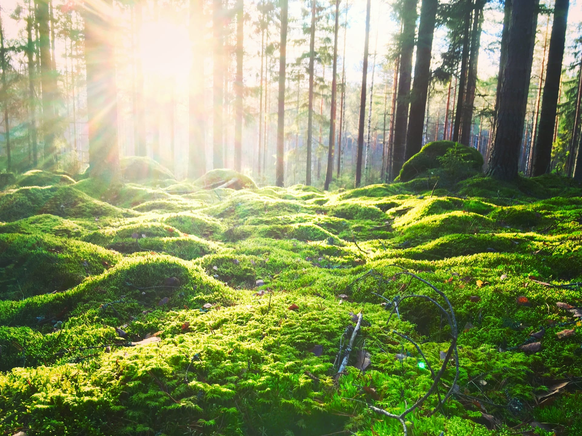 Forest Mind Walk | Visit Finland