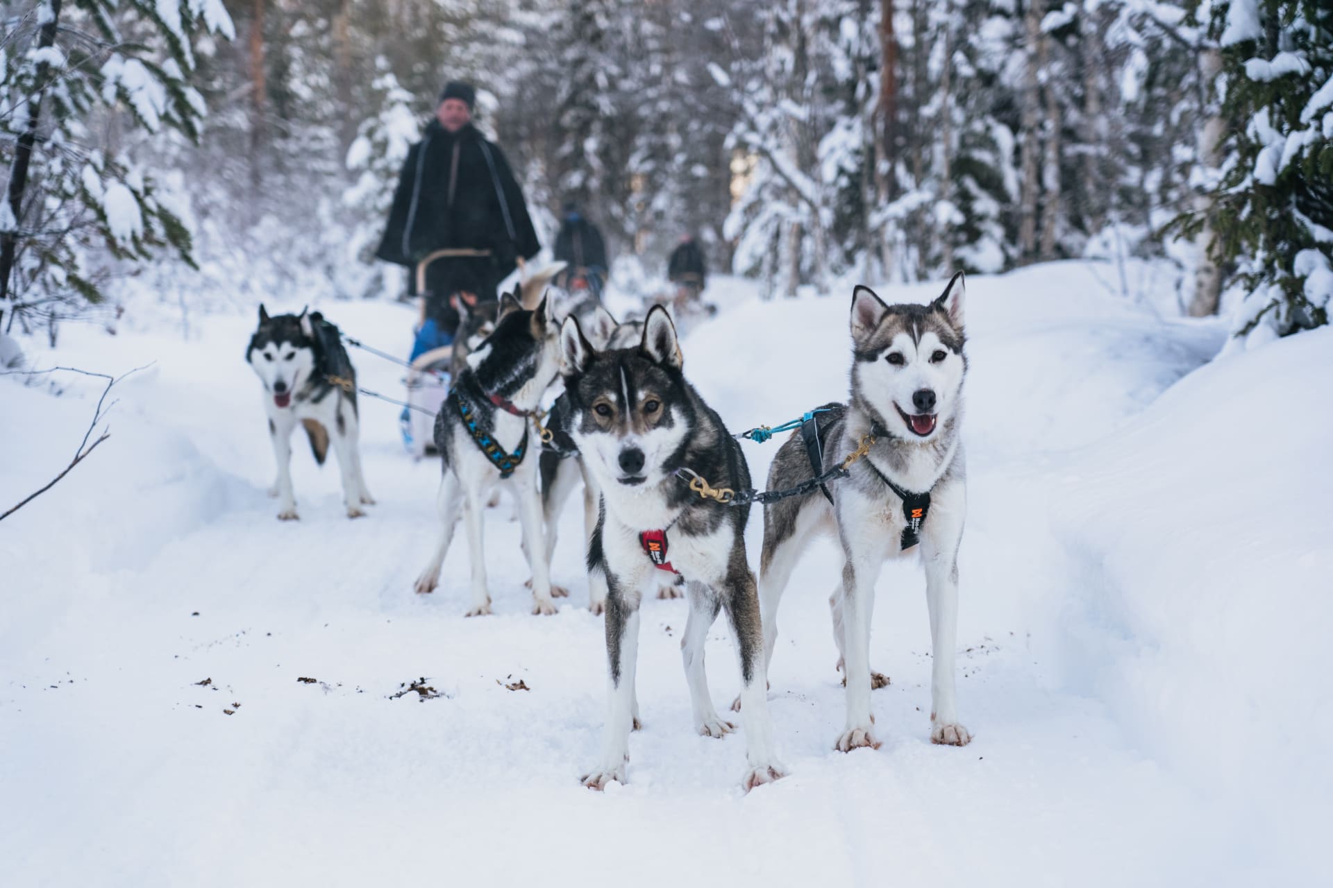 Active Family Week package in Apukka Resort, Rovaniemi, Lapland 5+ nights | Visit Finland