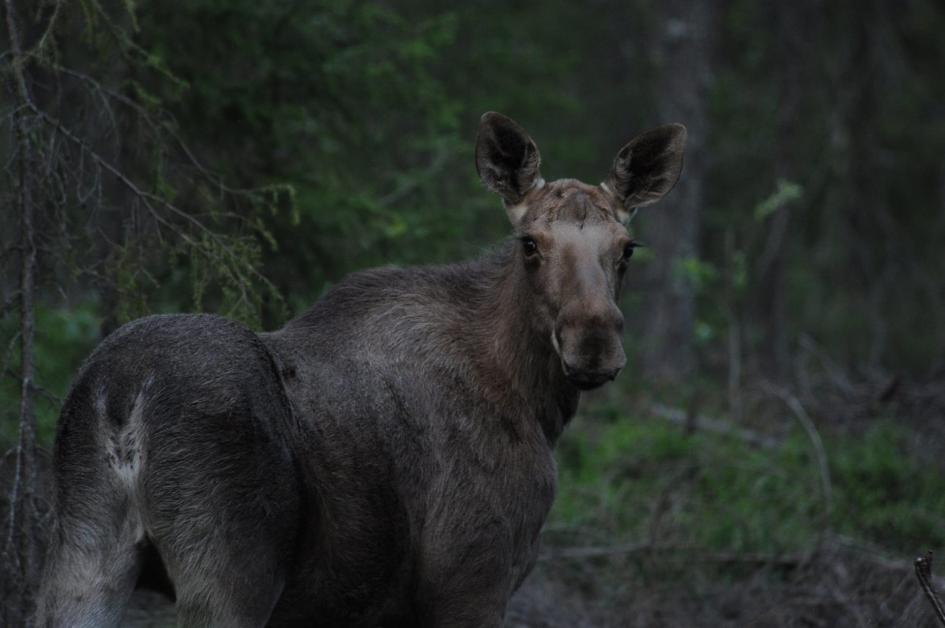 Moose Safari from Ivalo - Saariselkä | Visit Finland