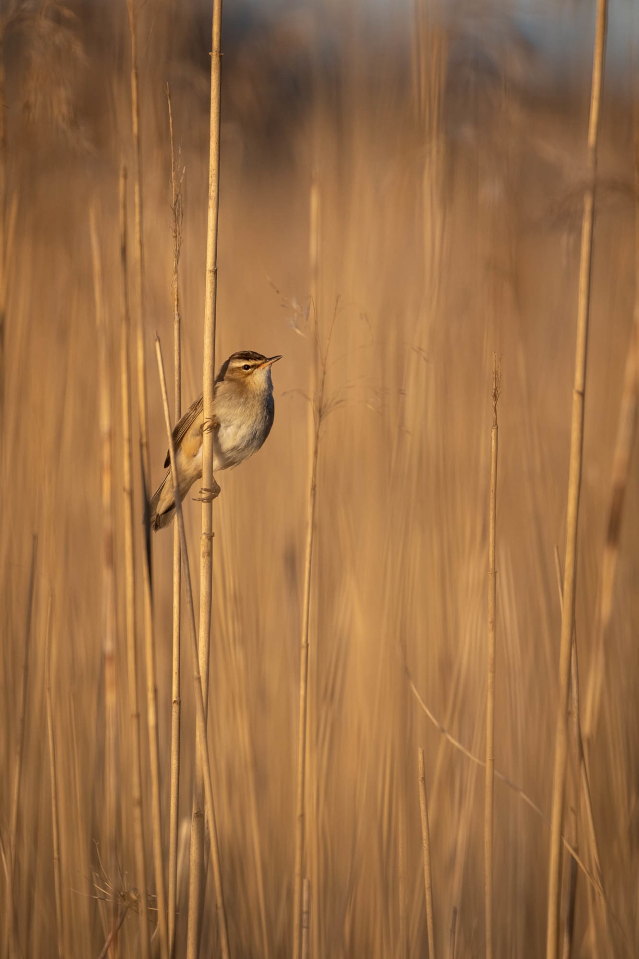 Birdwatching tour in Helsinki | Visit Finland