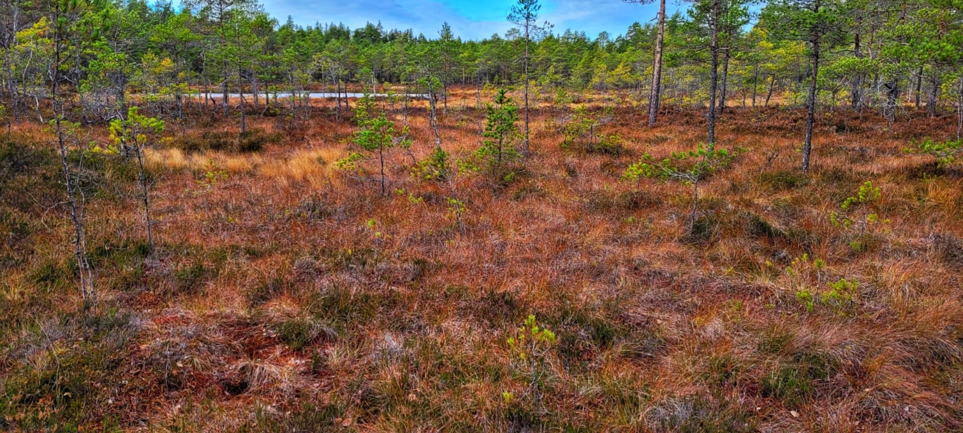 Lovely Swamp Walks for Groups (5h) | Visit Finland