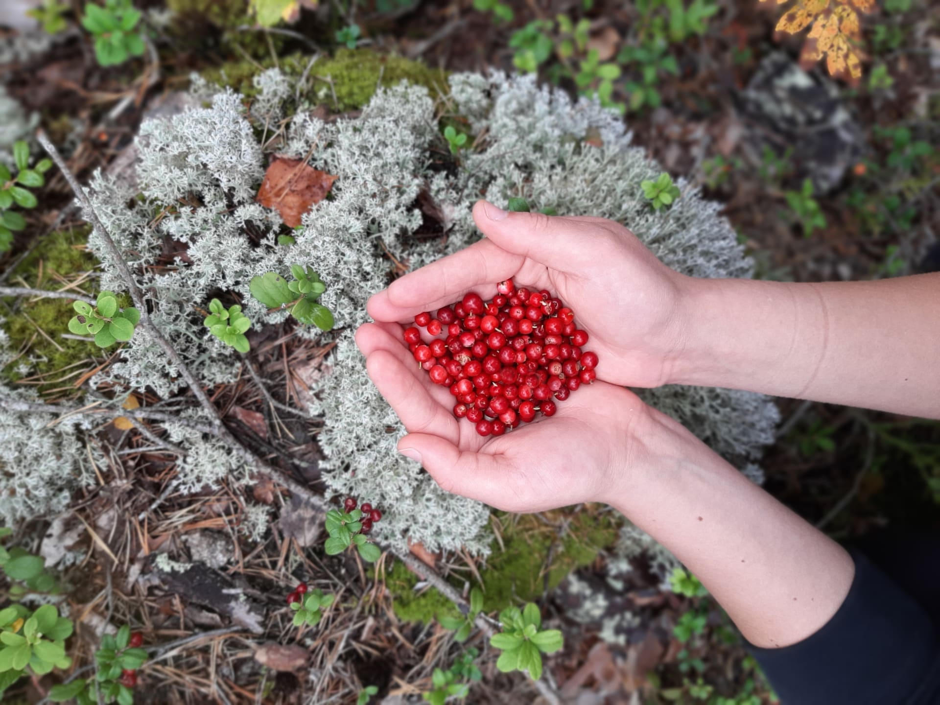 Berry Picking in a National Park from Helsinki | Visit Finland