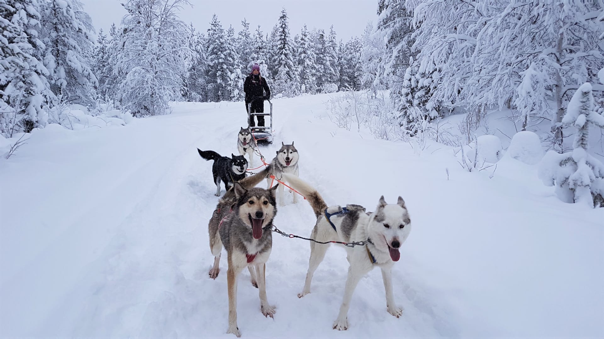 1,5 hour husky experience - 5km Husky Safari & Farm Visit | Visit Finland