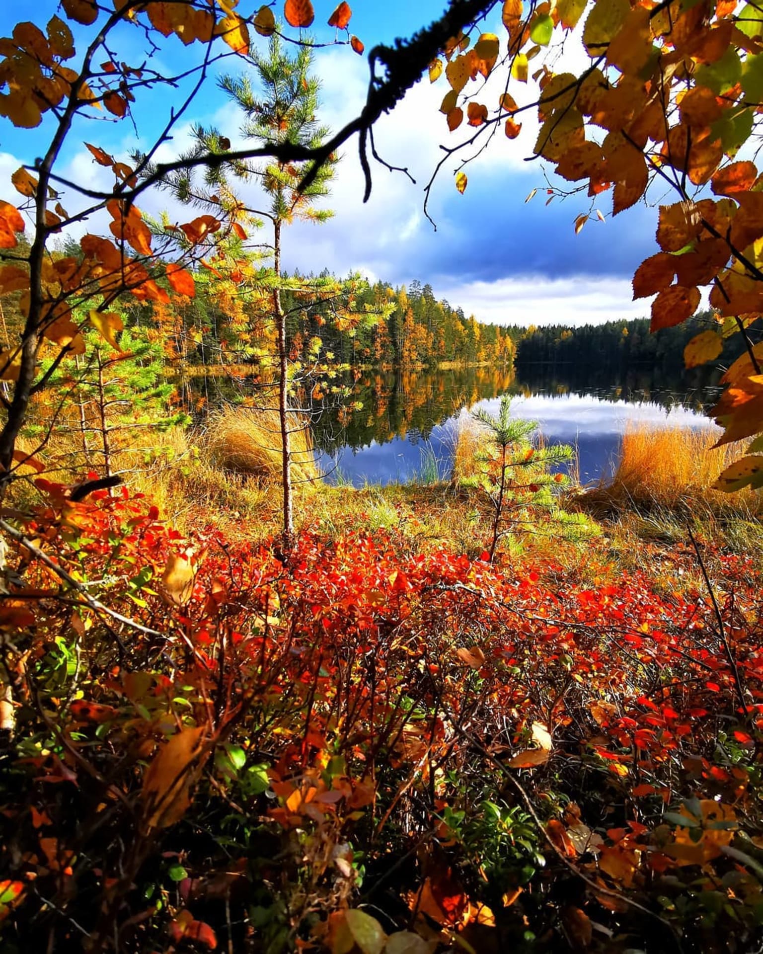 Mushroom and berry picking in Nuuksio National Park | Visit Finland