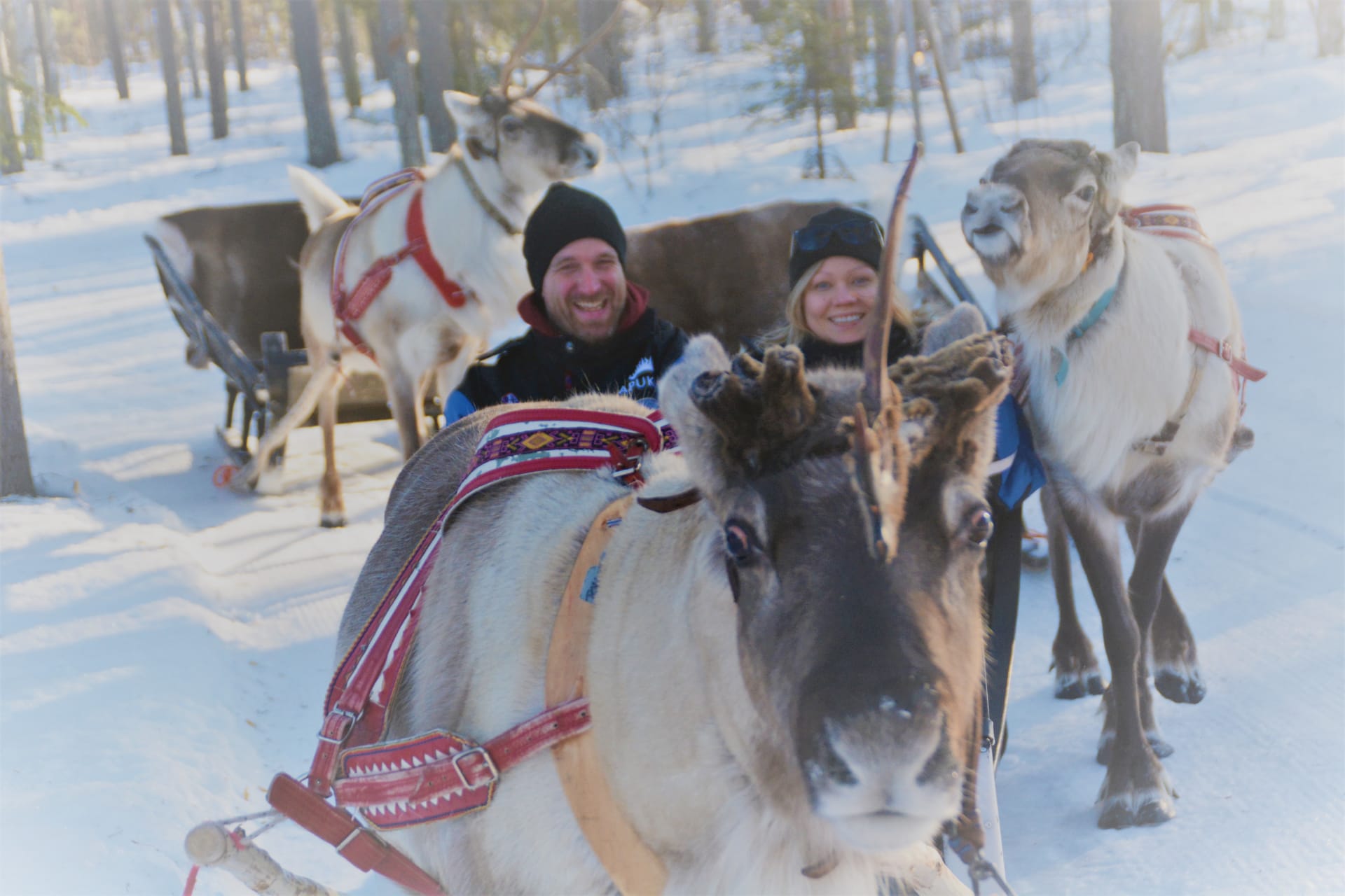 Apukka Reindeer Journey in Rovaniemi, Lapland, Finland | Visit Finland
