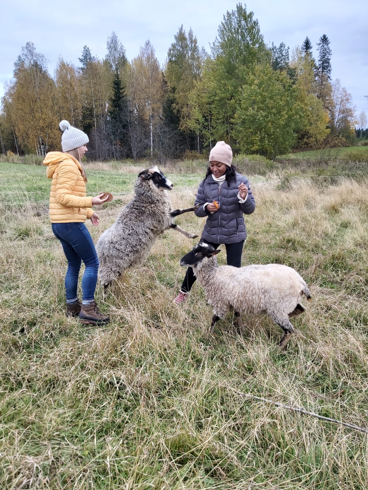 Carried Away by the Wool - Learn How to Call the Sheep, Work with the ...