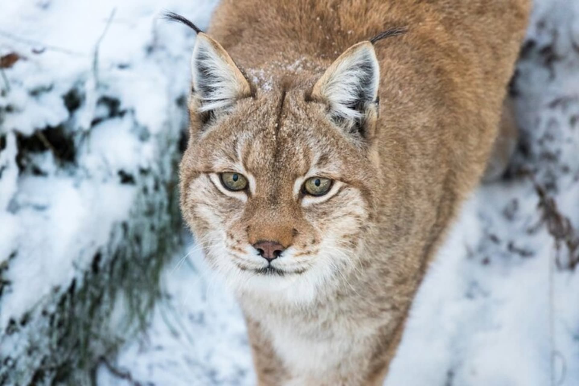 Ranua WildLife Zoo Park | Visit Finland