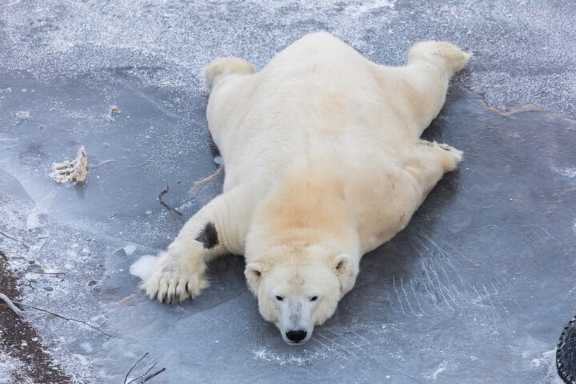Ranua WildLife Zoo Park | Visit Finland