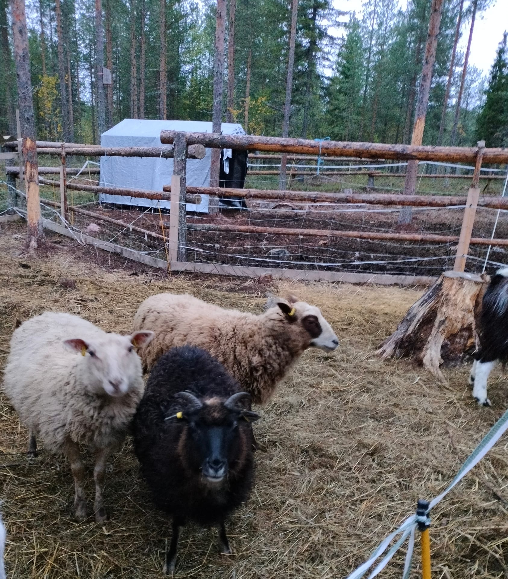 Hemmula home farm | Visit Finland