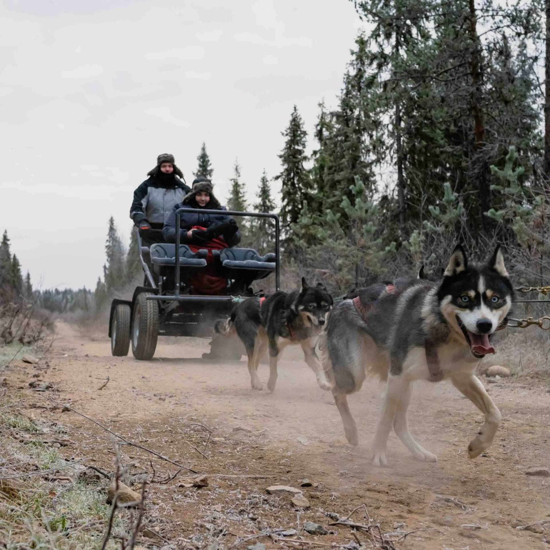 Thrilling autumn escapade with Huskies and quad bikes (Small group ...