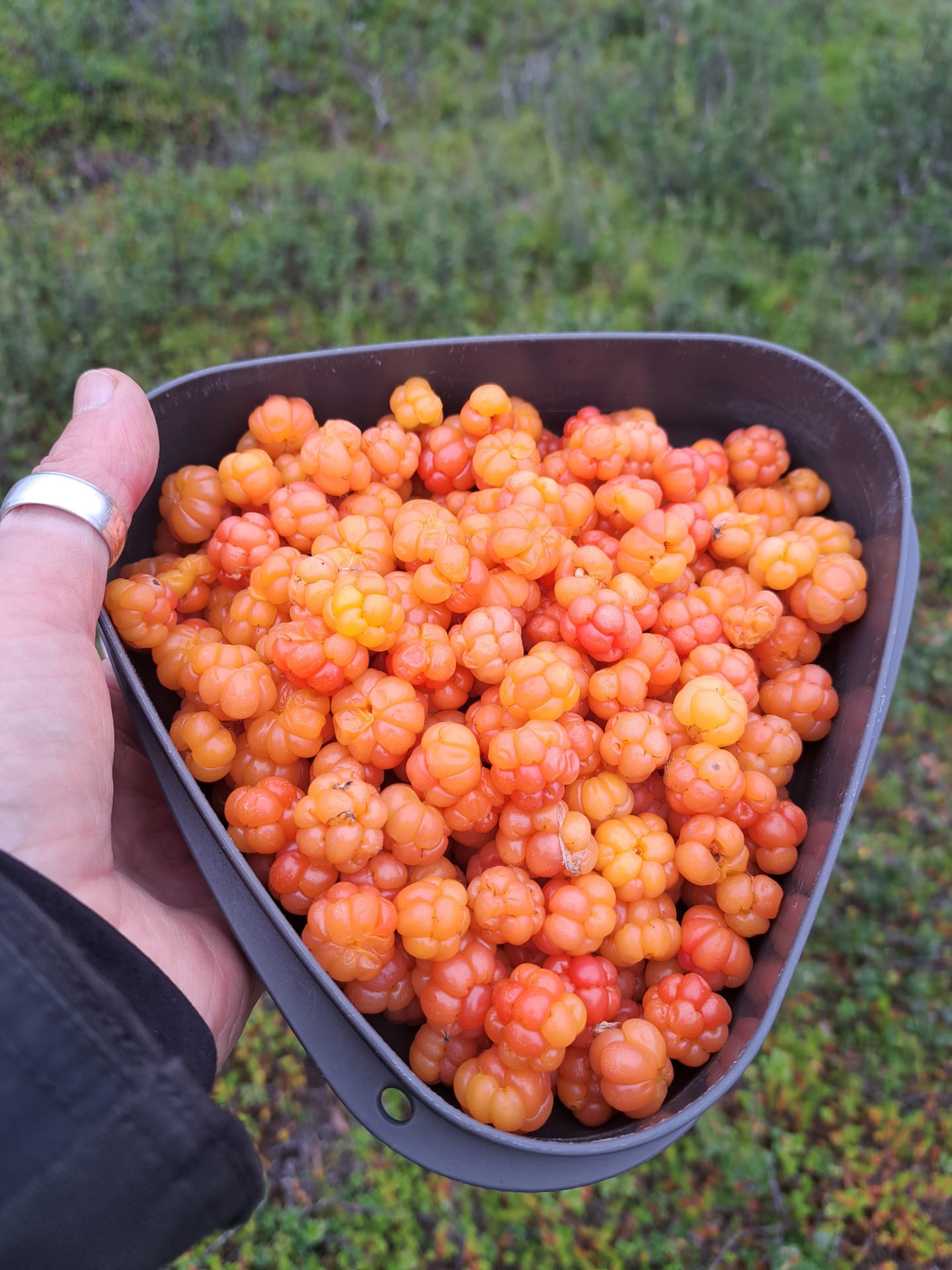 Berry picking – Superfoods from Nature | Visit Finland
