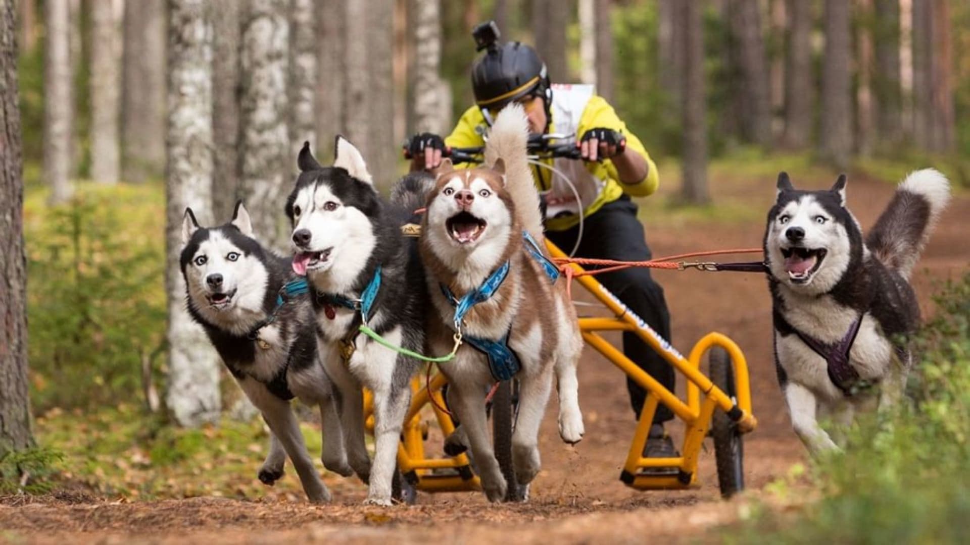 Autumn Husky Safari Adventure | Visit Finland