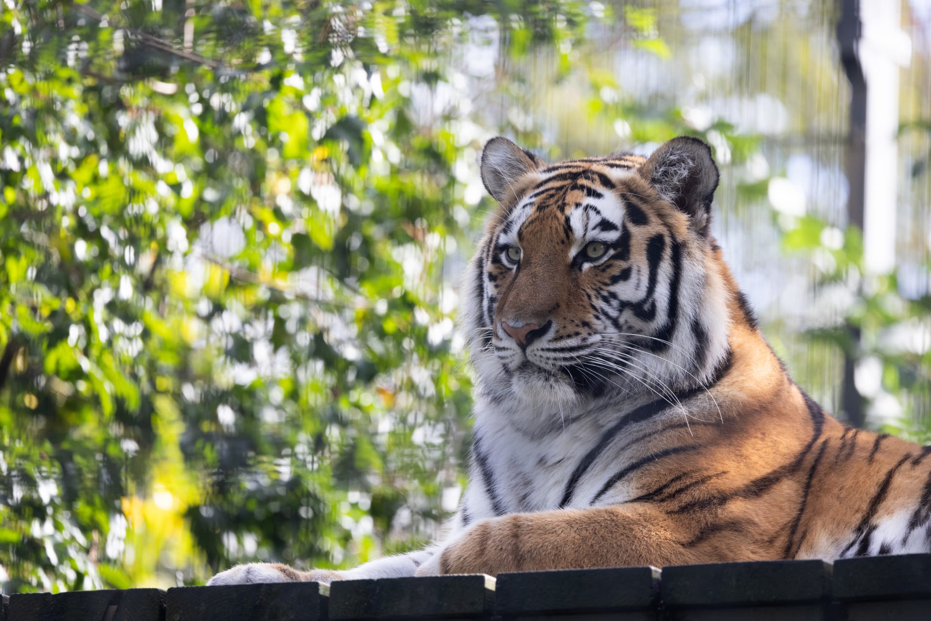 Korkeasaari Zoo | Visit Finland